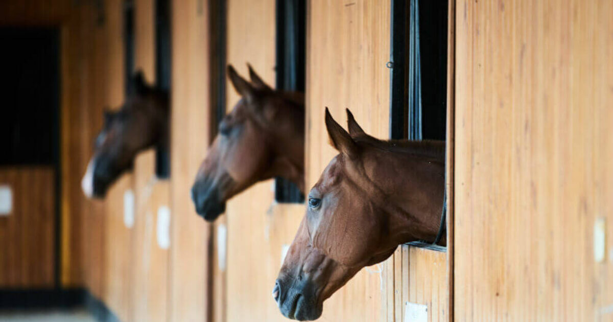 Maatlat Duurzame Veehouderij | Epiic